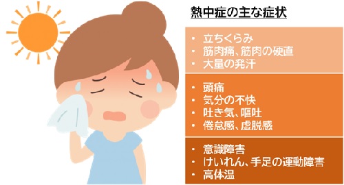 熱中症と筋肉 | 2023年 | コラム | ニュース一覧 | 一般財団法人 浜松光医学財団 浜松PET診断センター